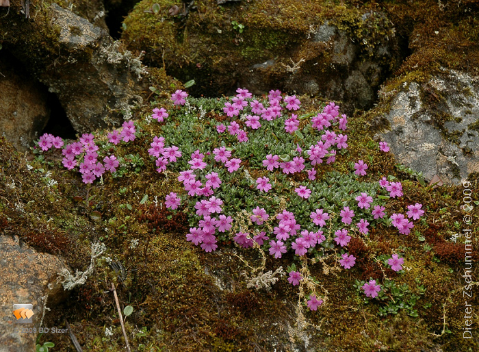 2016 ~ Primula World