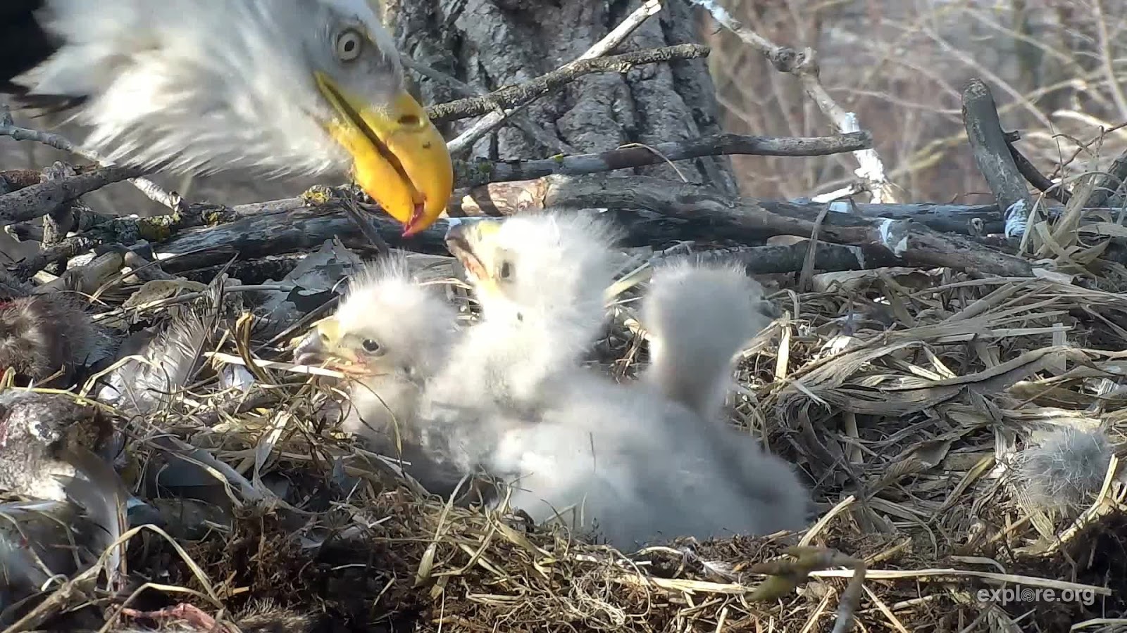 Raptor Resource Project Blog: Eaglet Growth and Development, Week Two