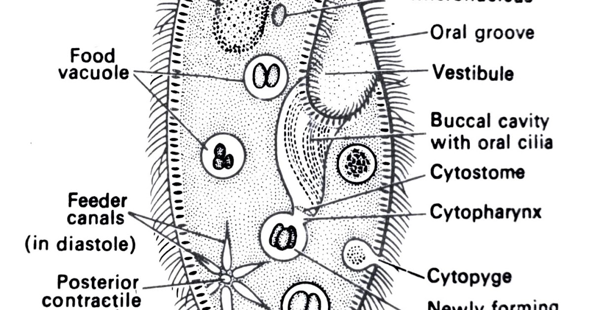 Phylum- Protozoa Paramecium