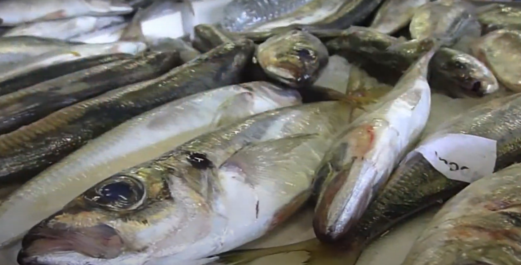 Fish and Shellfish: Fish spoilage