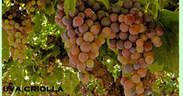CEPAS ARGENTINAS: Uvas criollas: el INTA recupera cepas ancentrales de ...