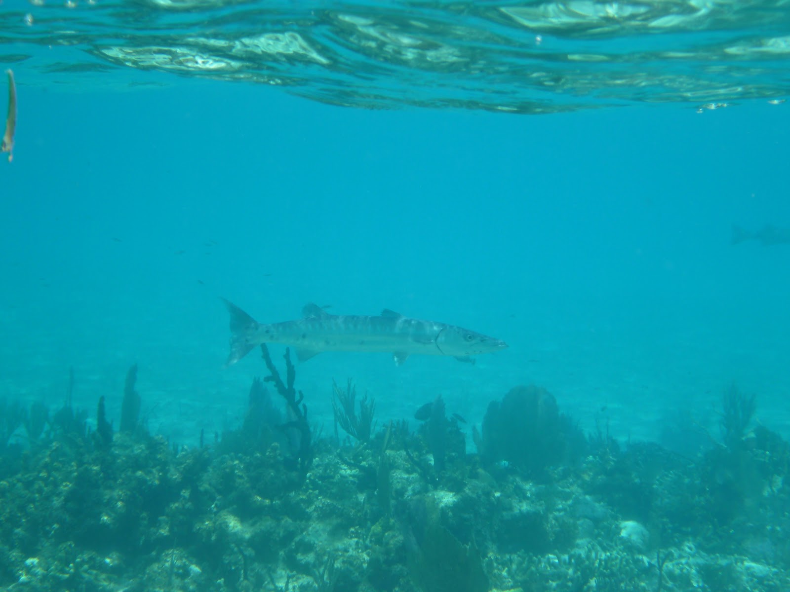 Our cheeky fat trip: Placencia, Belize