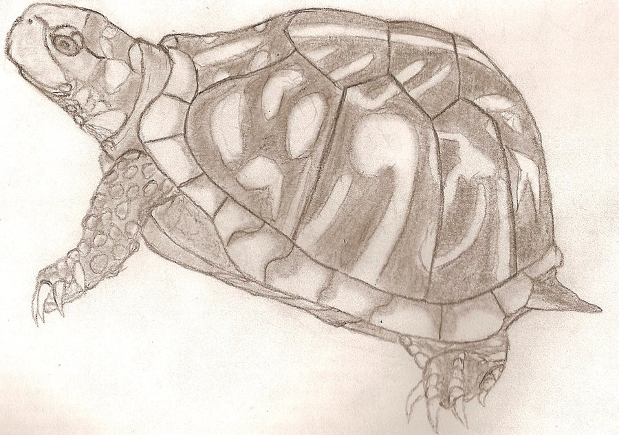 Lovely Small Pets The Shaped Used To Draw Turtles Lovely Small Pets The Shaped Used To Draw Turtles