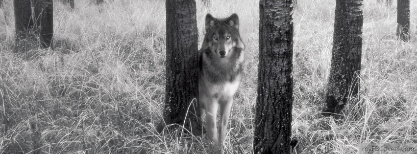 Stalking Wolf facebook cover