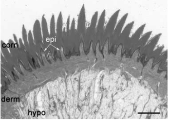 Dog Paw Pads histology : October 2018