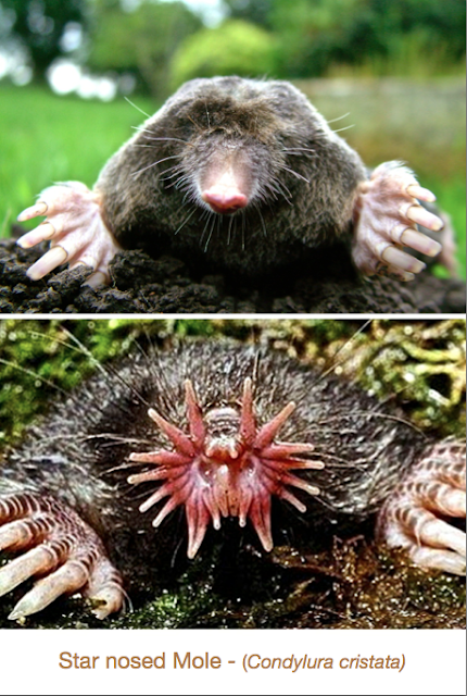 Animal of the Week: Unusual Creatures