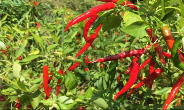 Cara Menanam Cabe dengan Sederhana dan Praktis