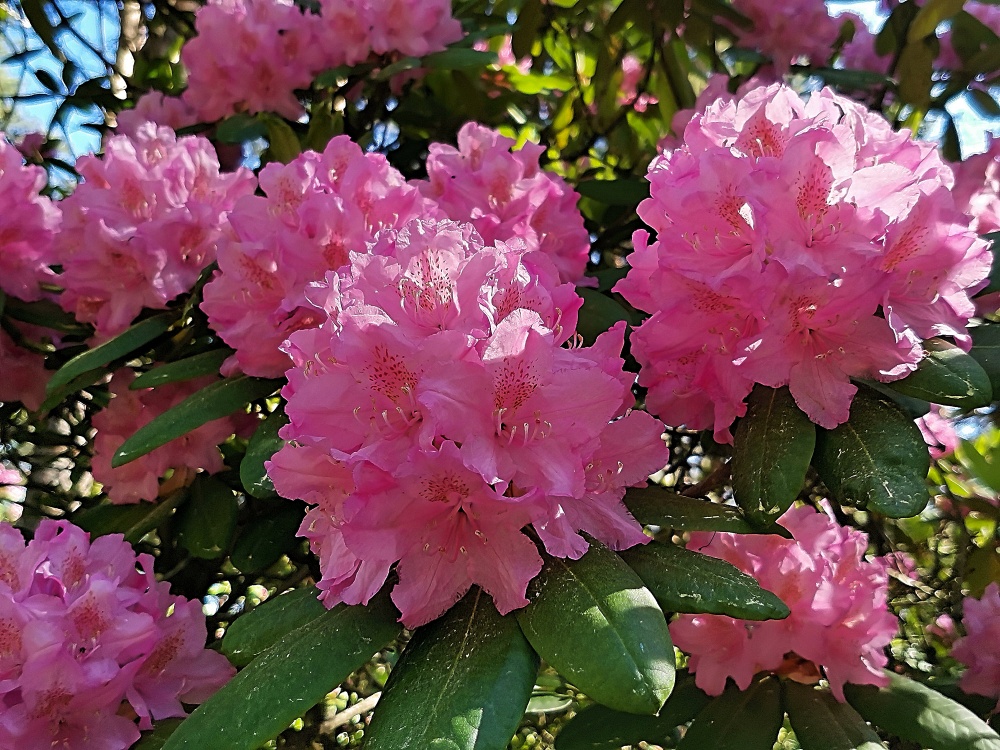 Floral Passions: Haaga Rhododendron Park - Rhodos
