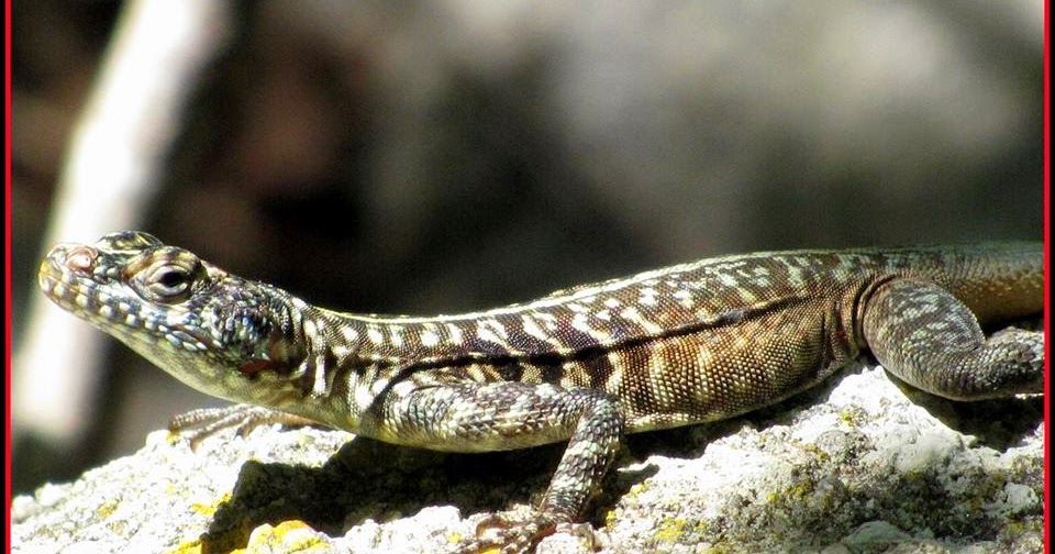 FAUNA E FLORA DO RN: Calango-de-lajeiro Tropidurus semitaeniatus spix ...