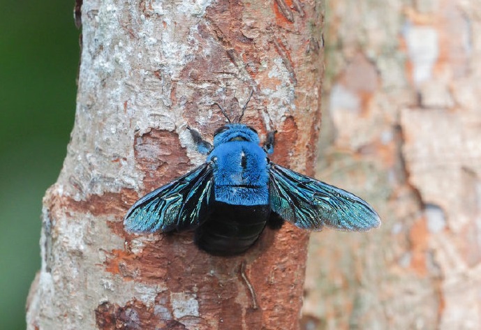 Conoce la abeja carpintera azul | datos de un animal único