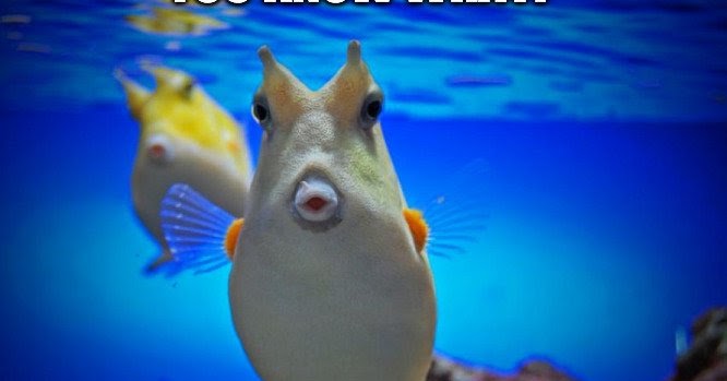 Science Question Answered: Do fish sleep?