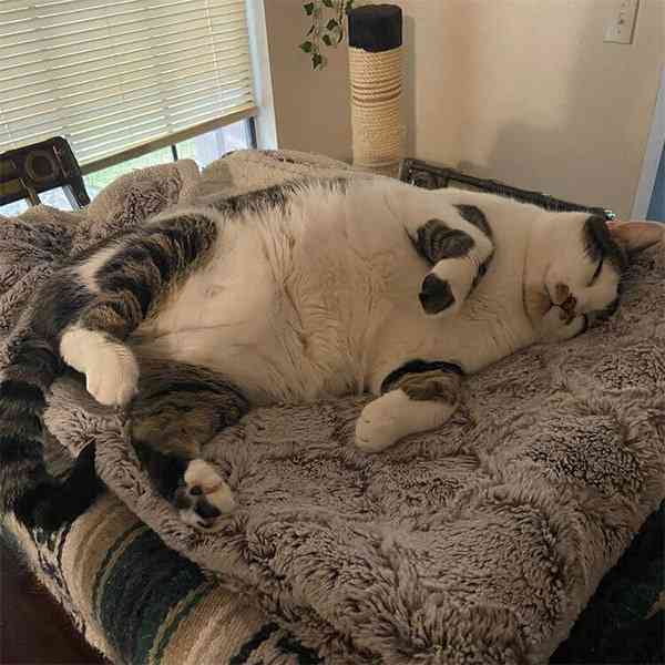 20 Incredible Photos Of Big-Sized Cats That Might Surprise You How Big ...