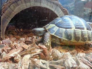"Hip" Chick: Two Turtle Hugs