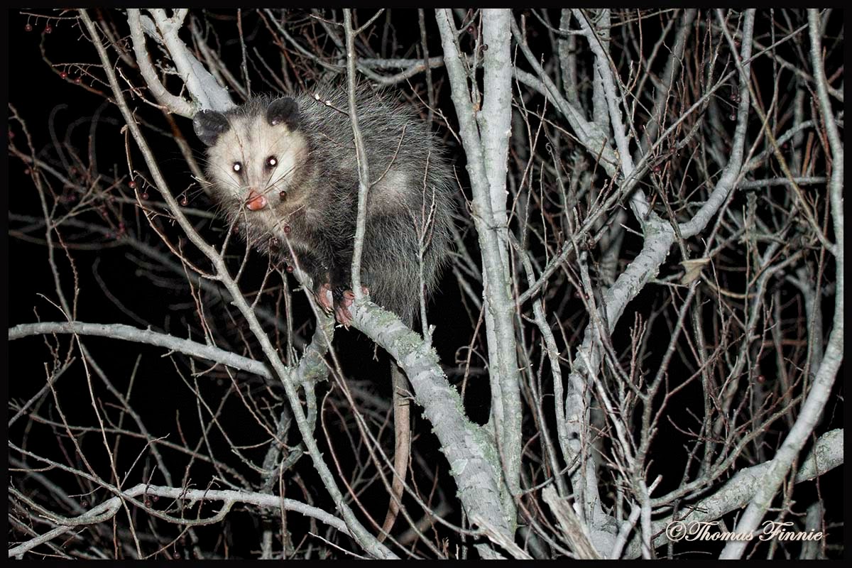 Thomas Finnie Photography: WHERE DO HAWKS SLEEP?