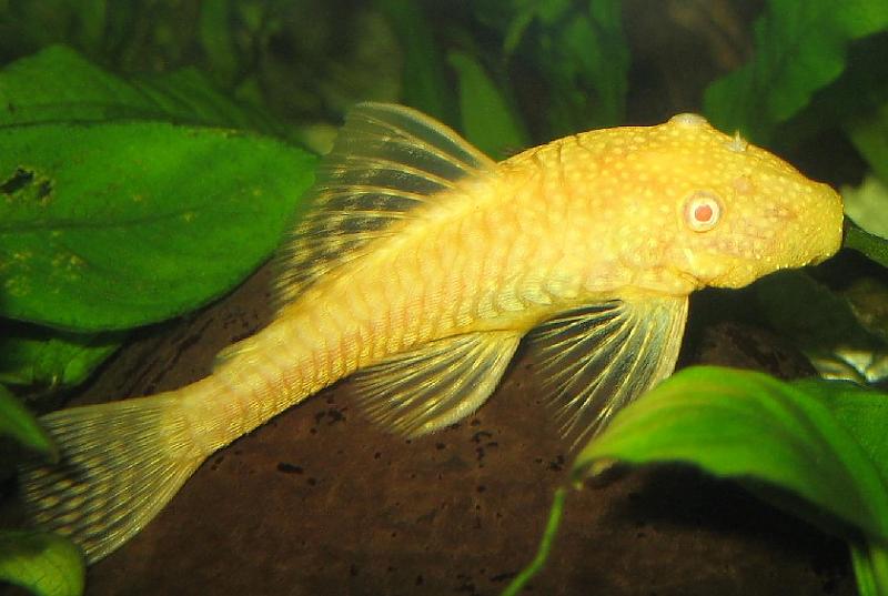 Albino Catfish (Gold Catfish) (Golden Ancistrus)