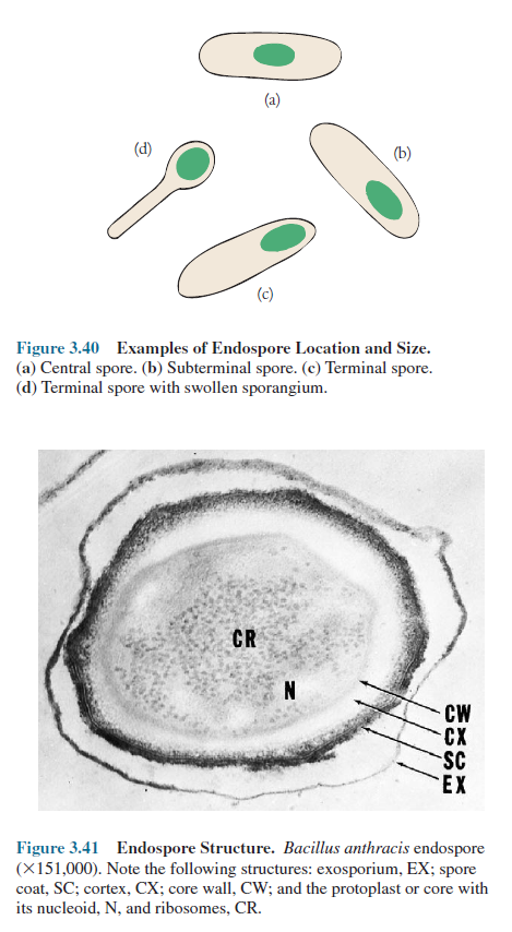 Microbiology Notes: Bacterial Cell Structure and Function