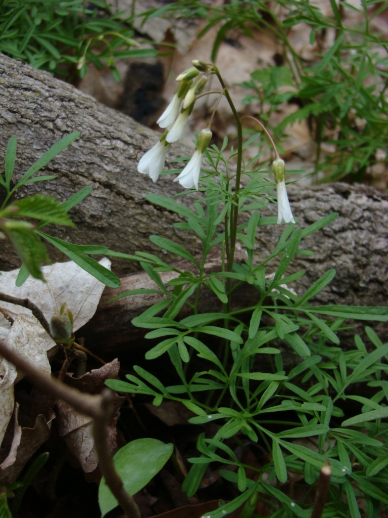 Weedpicker's Journal:: Life Place, Life Plants