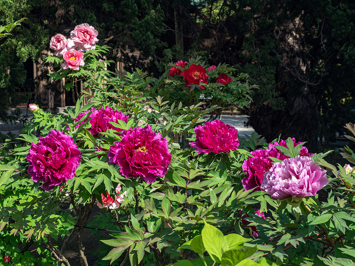 FROM THE GARDEN OF ZEN: Botan (Paeonia suffruticosa) flowers: Kencho-ji