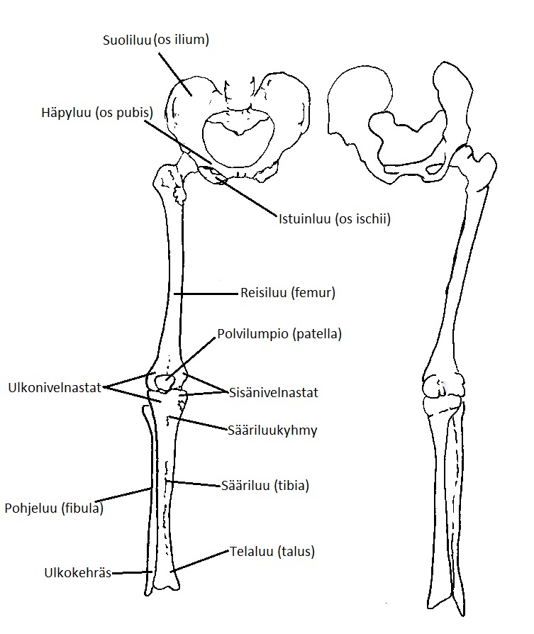 Saran opiskelu: Jalkojen hoito
