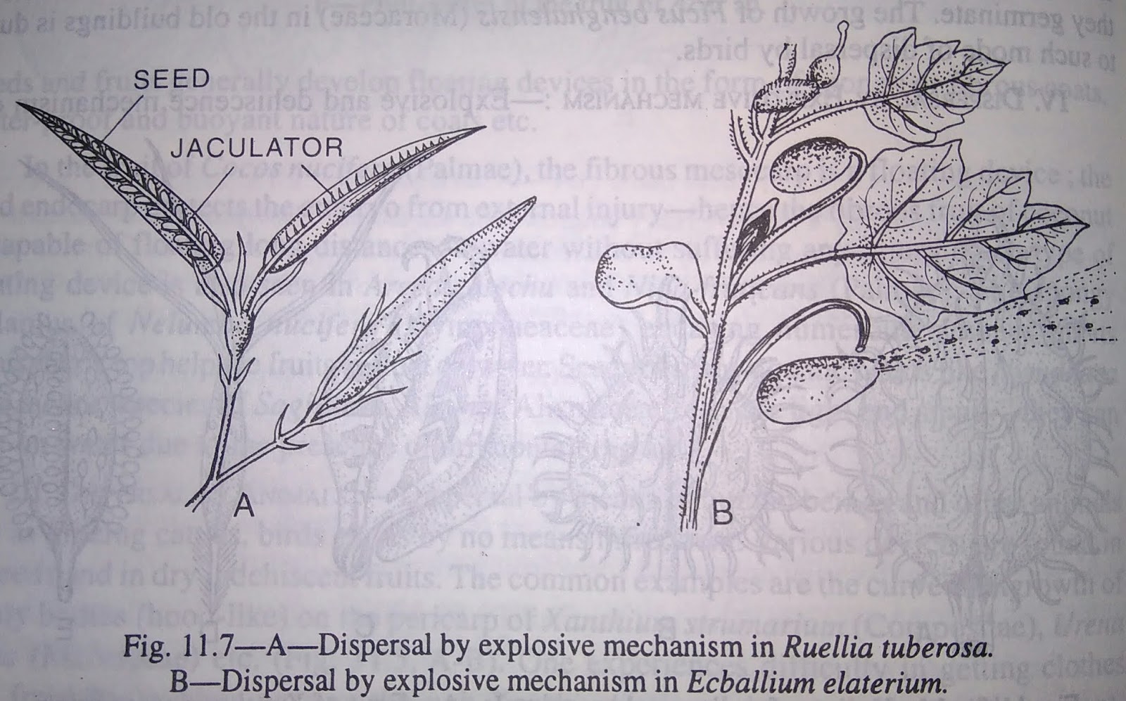 Dispersal by explosive mechanism-digieduco