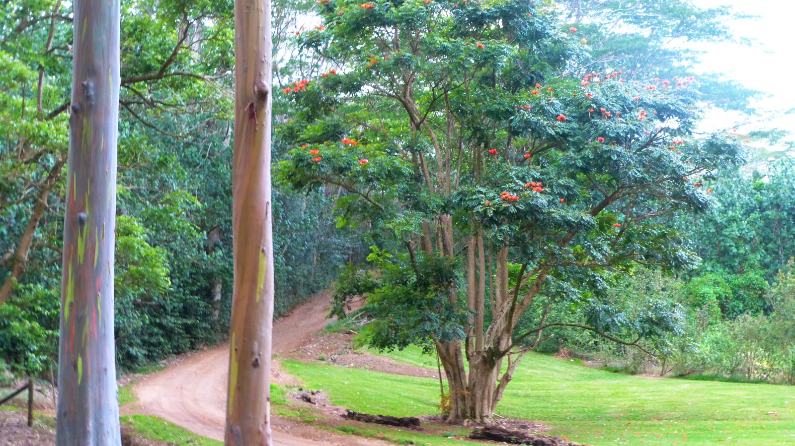 The Travelers Two: Rainbow Bark Trees