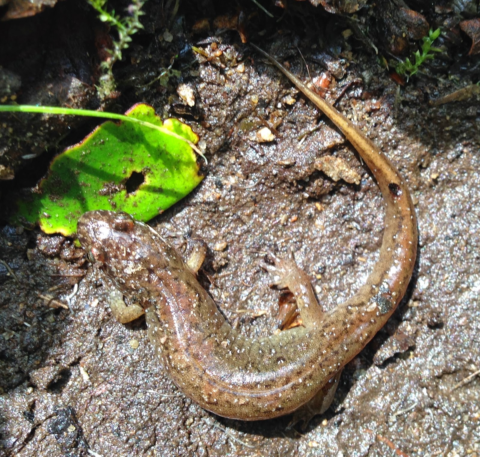 Salamanders of the Great Smoky Mountains