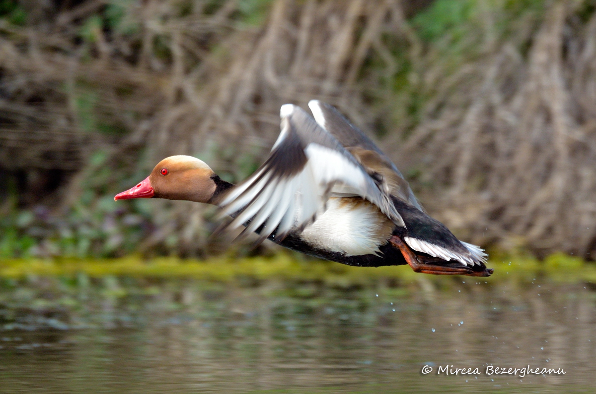 Sa vorbim despre Rațe