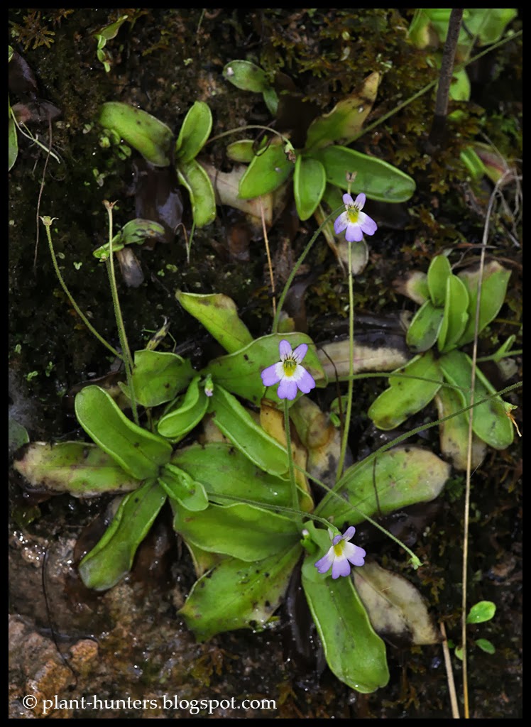 Plant Hunters: Pinguicula hirtiflora
