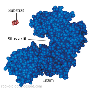 Penamaan dan peranan enzim - BELAJAR BIOLOGI
