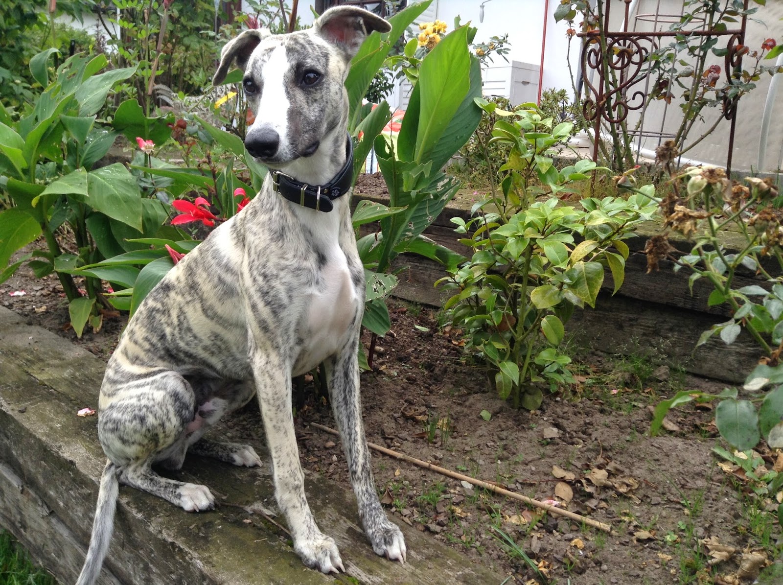 Whippets High on Emotion: Neues von "King Oscar"