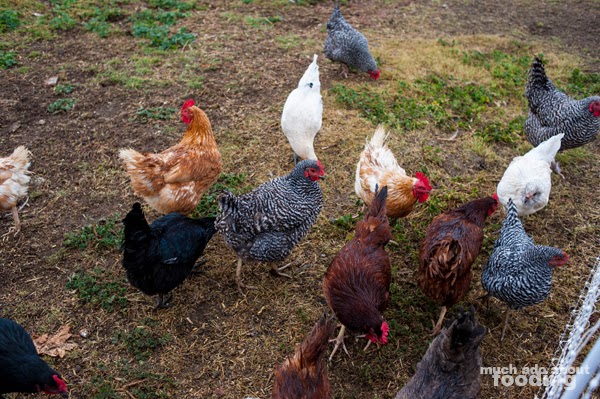 Meet Primal Pastures - A Tour | Much Ado About Fooding