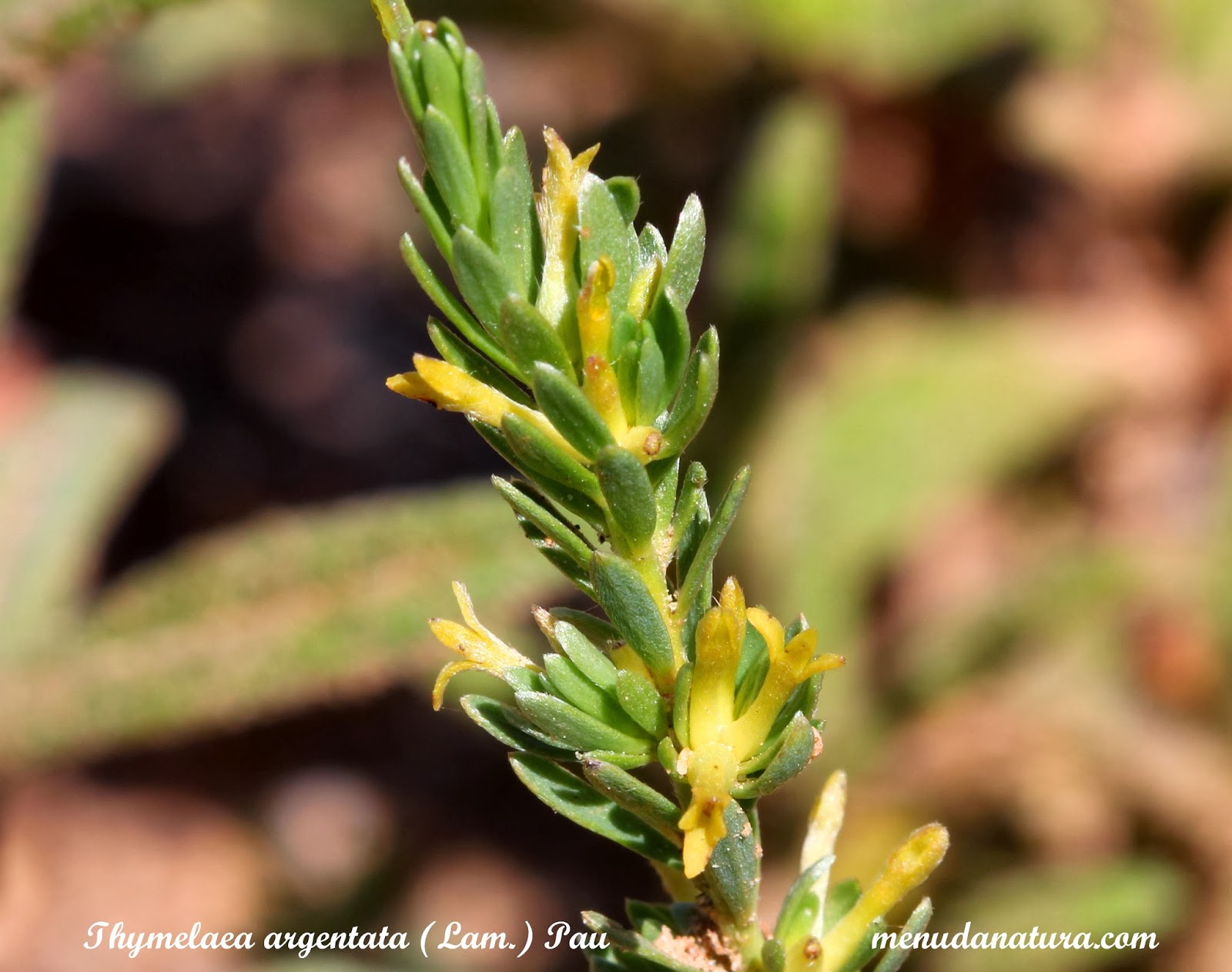 Menuda Natura: Thymelaea argentata (Lam.) Pau