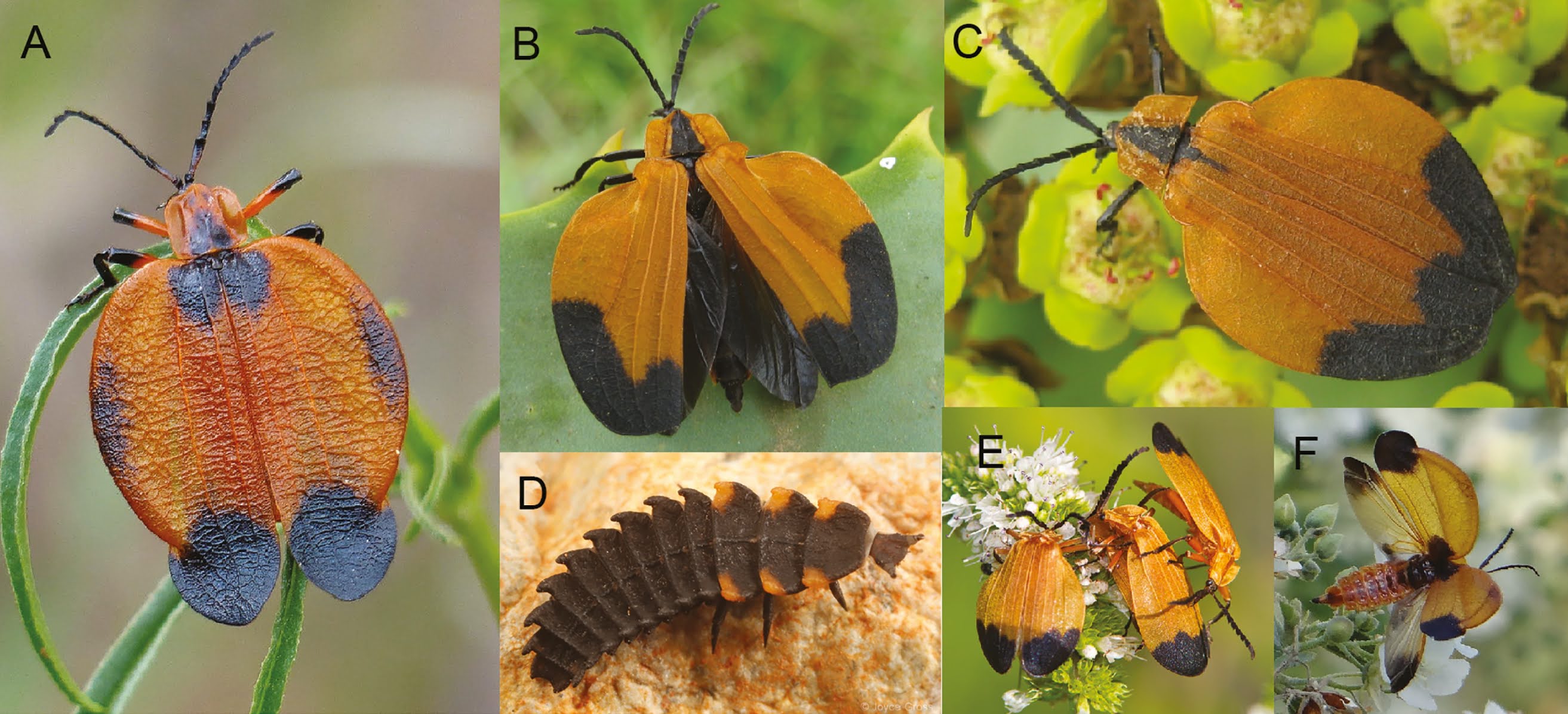 Species New to Science: [Entomology • 2021] Sexually Dimorphic ...