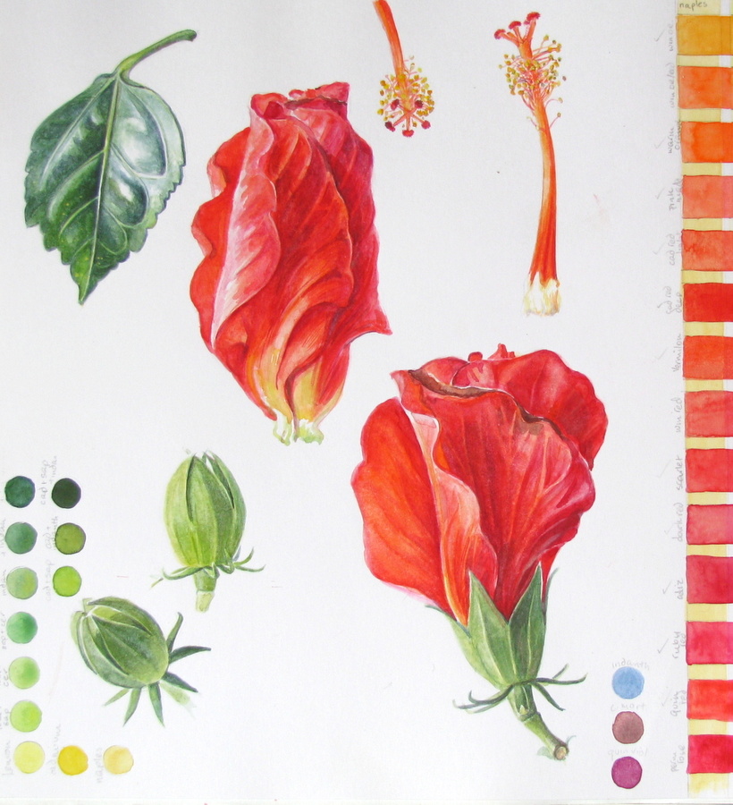 Botanical Sketches and Other Stories: The Artistic Process