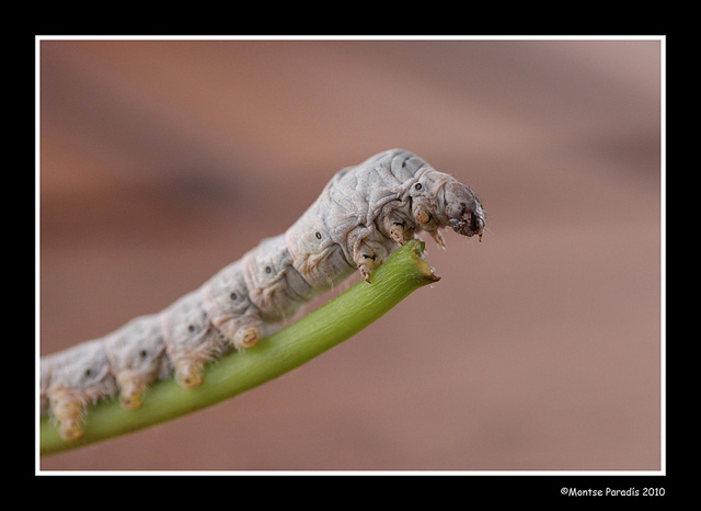 Els matiners de Gavina: JA HEM ARRIBAT: SOM ELS CUCS DE SEDA!