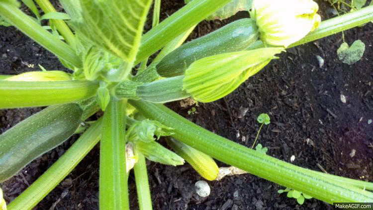 Soil & State: Vegetable garden animated GIFs!