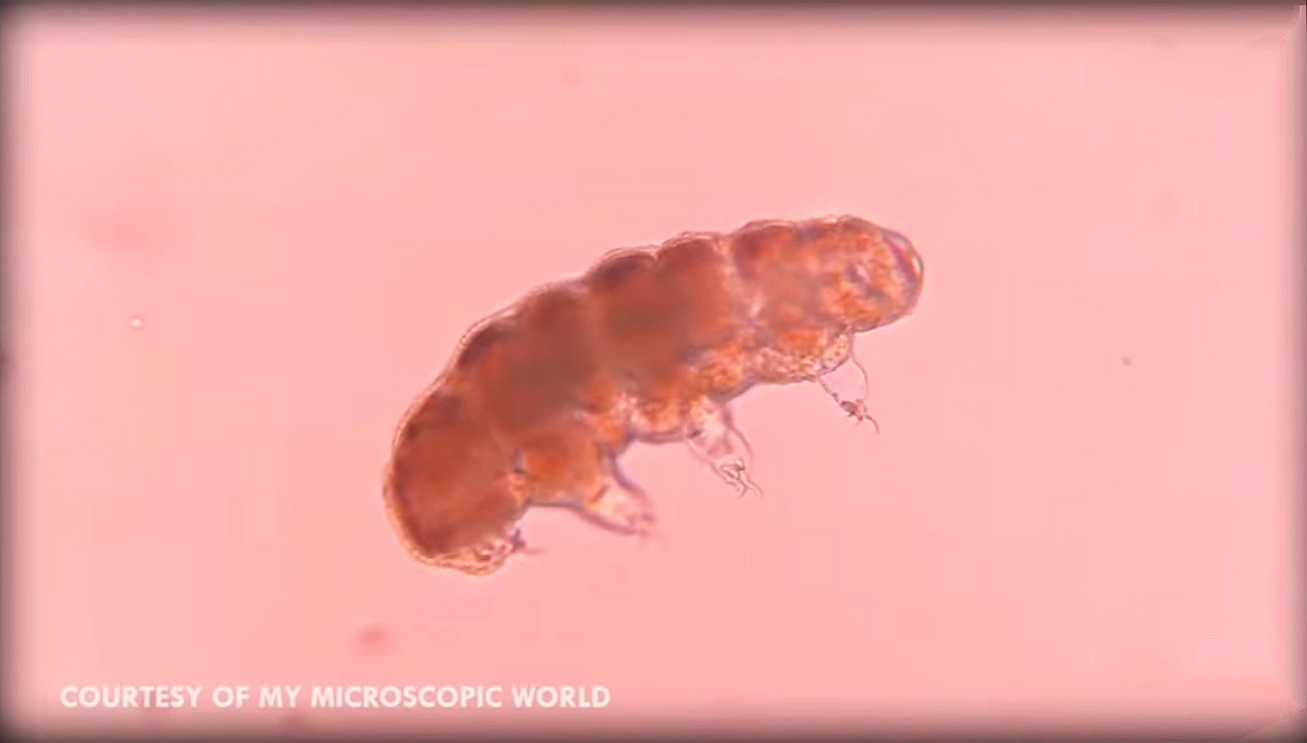 The Most Resilient Animals in the Universe | Tardigrade | organism ...