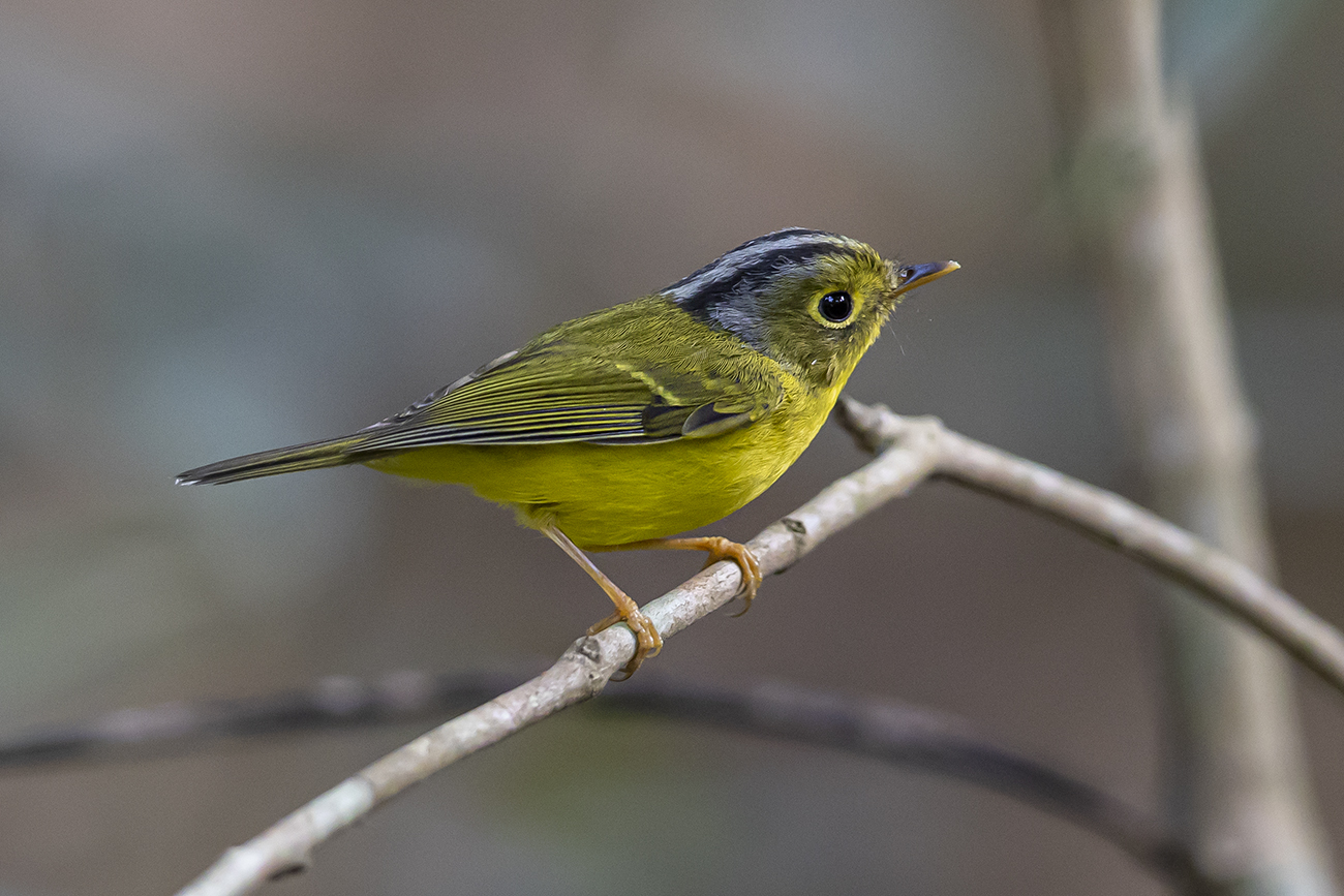 As The Crow Flies - a Hong Kong Birding Blog: White-spectacled Warbler ...