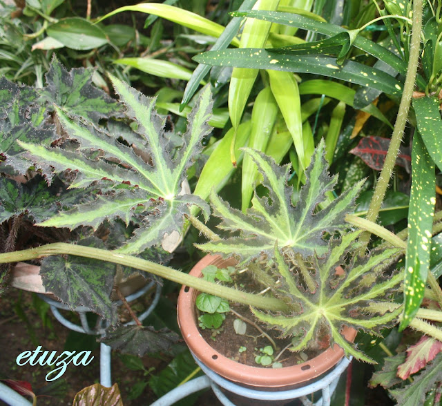 Bunga Jenis Setawar Kekal Di Laman