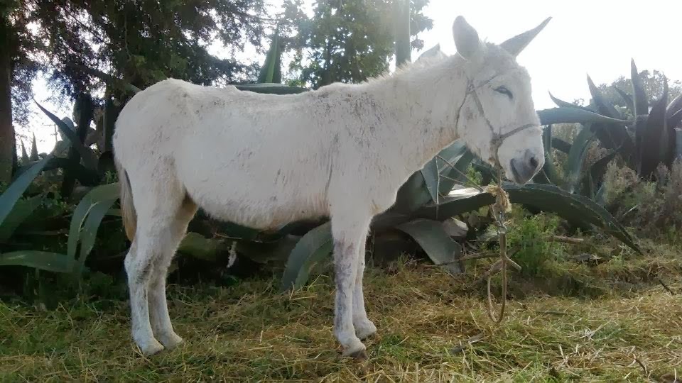 LA BURRA BLANCA... DEL 56: Reseña de la III Feria del pulque y 4 ...