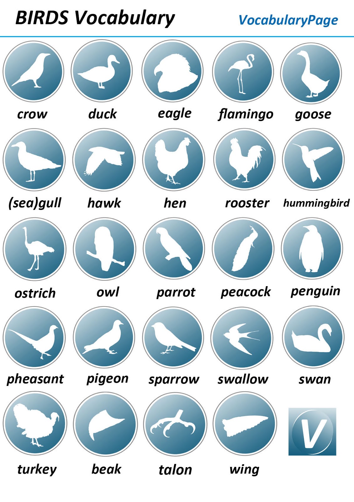 Birds vocabulary
