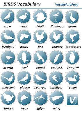 Birds vocabulary