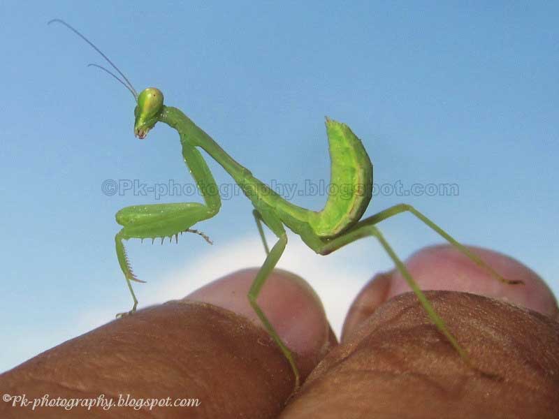 Baby Praying Mantis Nature Cultural And Travel Photography Blog Baby Praying Mantis Nature Cultural And Travel Photography Blog
