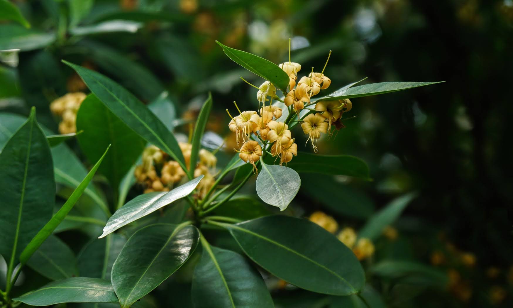 Cyrtophyllum fragrans (Roxb.) DC.
