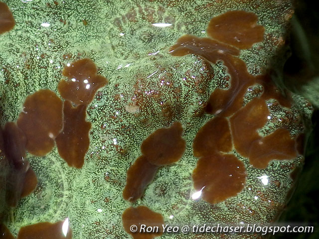 tHE tiDE cHAsER: Acoel Worms (Phylum Acoelomorpha) of Singapore