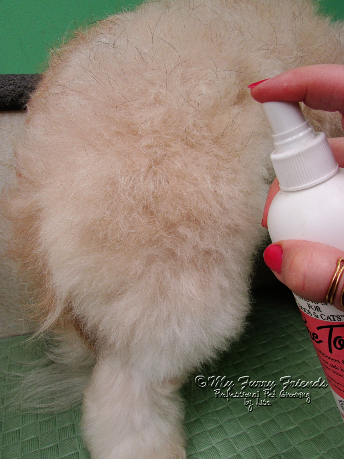 Pet Grooming: The Good, The Bad, & The Furry: Makeover Monday #8...To ...