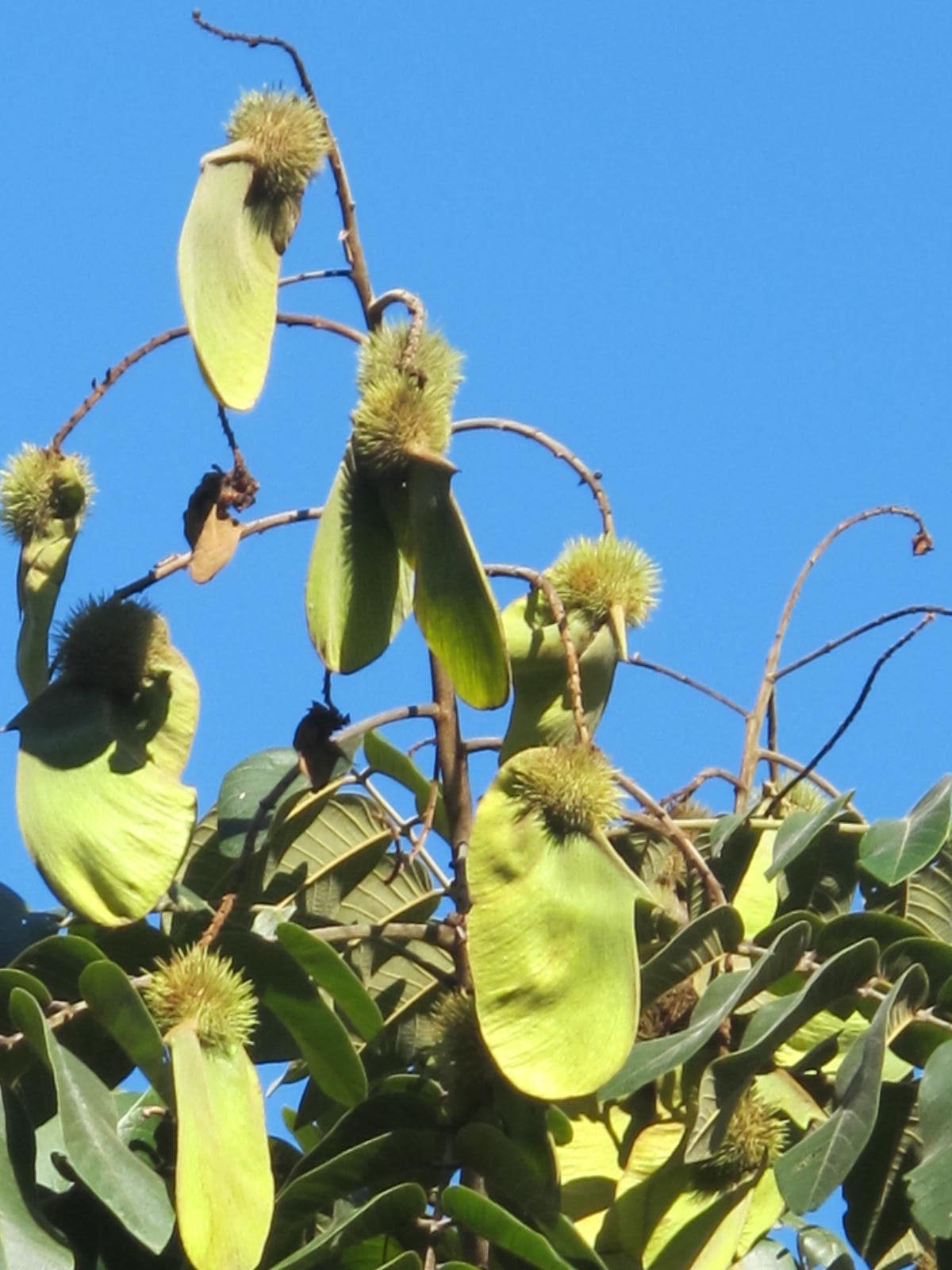 Fabaceae - Leguminosae no Brasil: Fabaceae - Centrolobium tomentosum ...