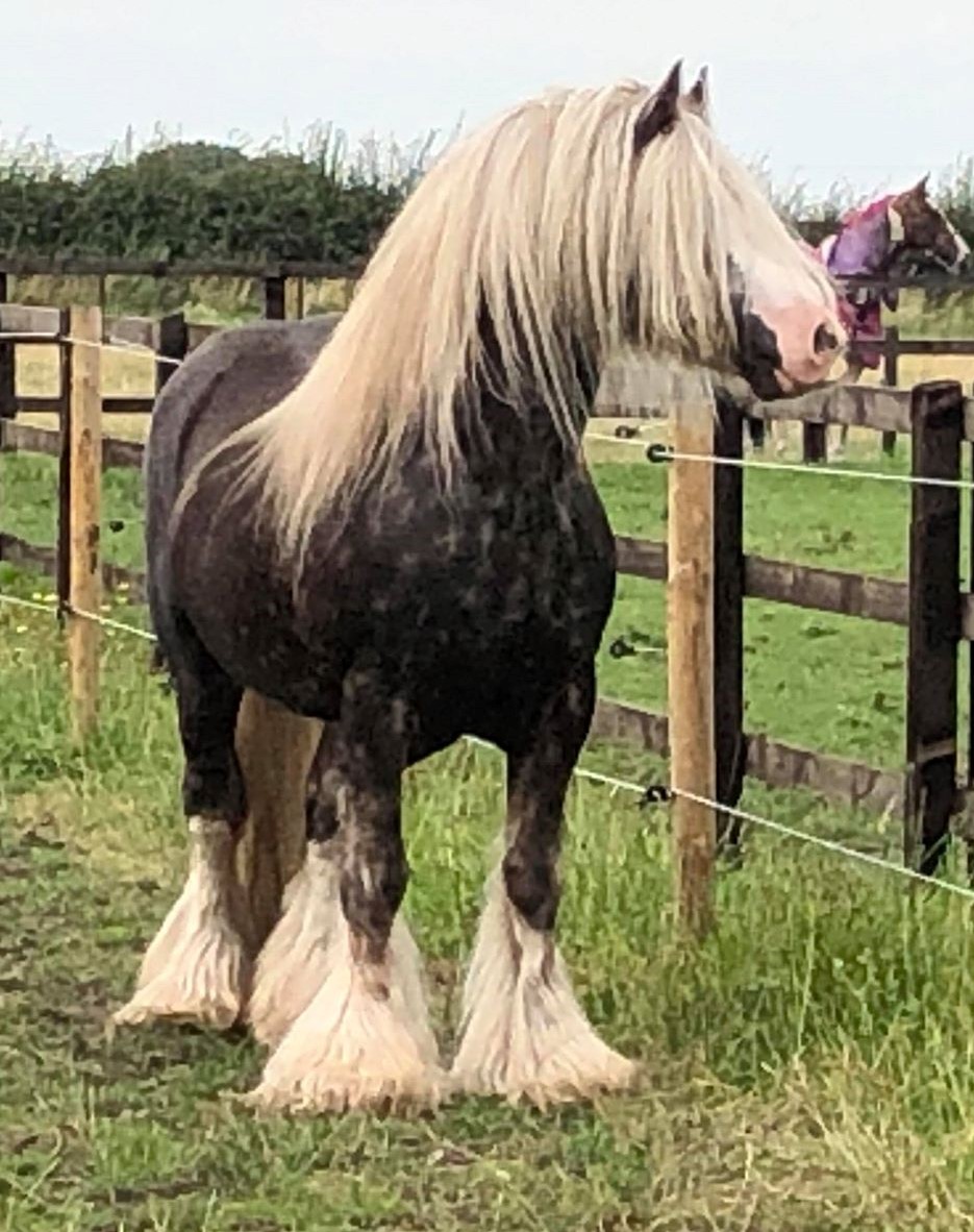 Featured Stallions & Studs