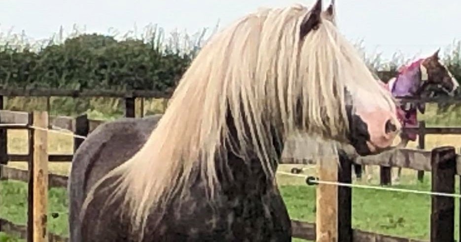 Gypsy Cob UK: Featured Stallions & Studs