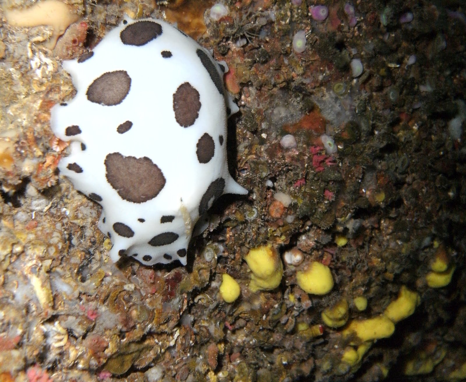 Sea Slug and the Turtle: Dotted Sea Slug - Peltodoris atromaculata